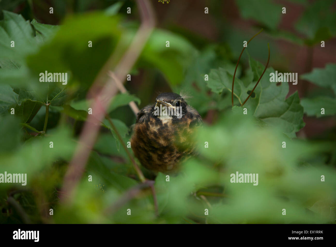 Fledgling robin hi-res stock photography and images - Alamy