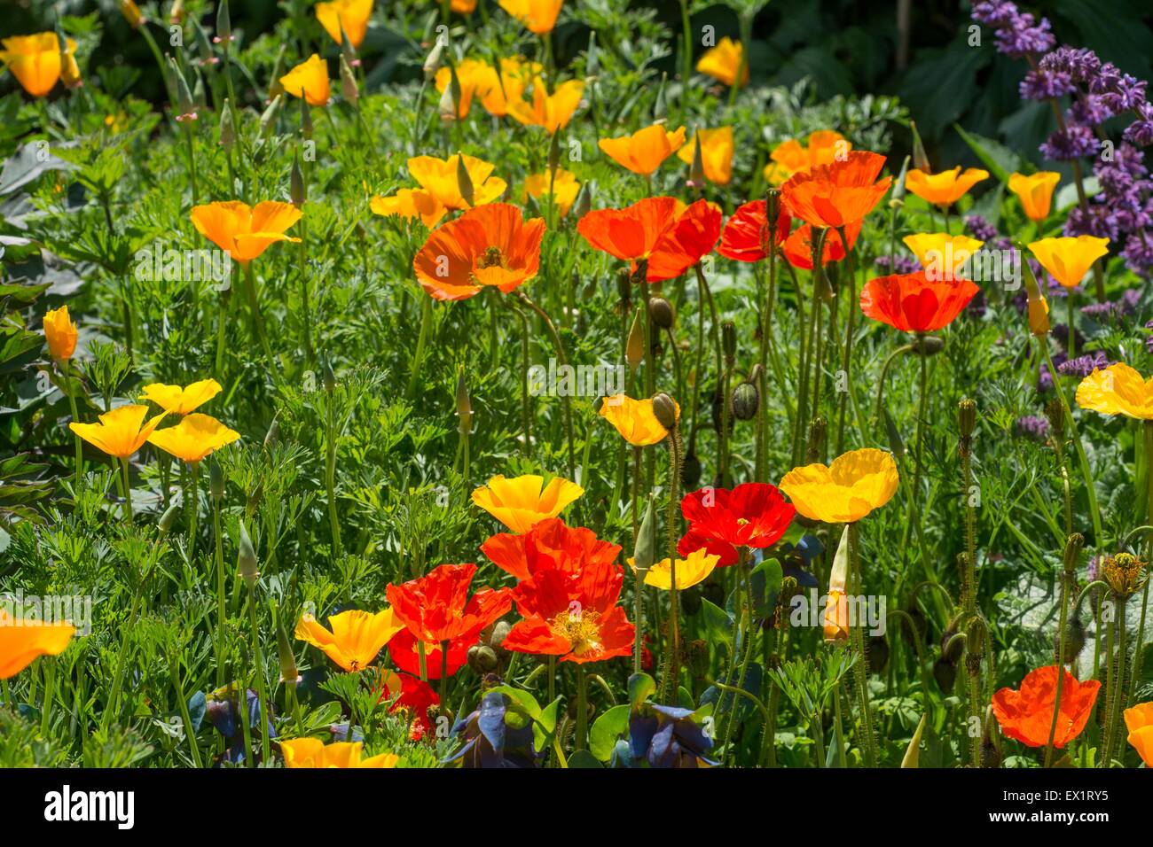Papaver nudicaule - Arctic poppy, Iceland poppy, flowering in a summer ...