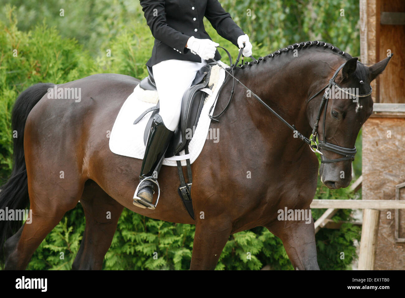 Beautiful dressage sport horse during competition with rider Stock ...
