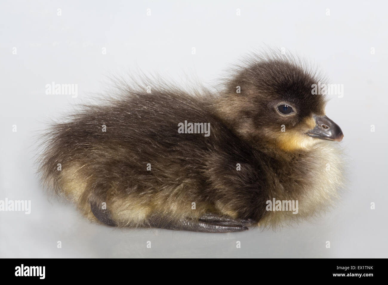 Day old goose hi-res stock photography and images - Alamy