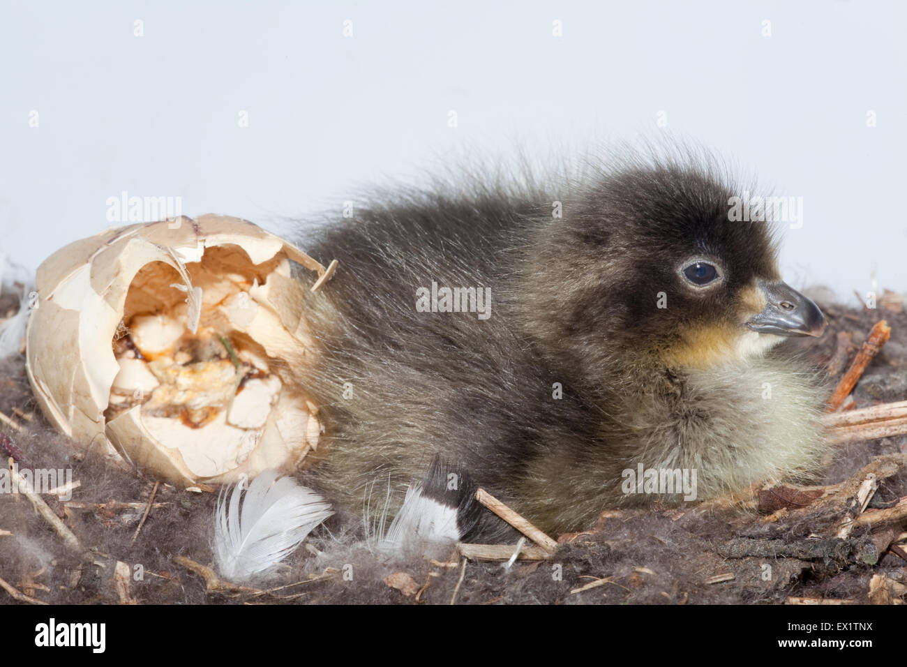 Red-breasted Goose (Branta ruficollis). Just hatched gosling in down ...