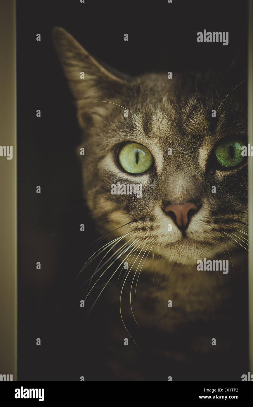 Cat watching into the window Stock Photo - Alamy