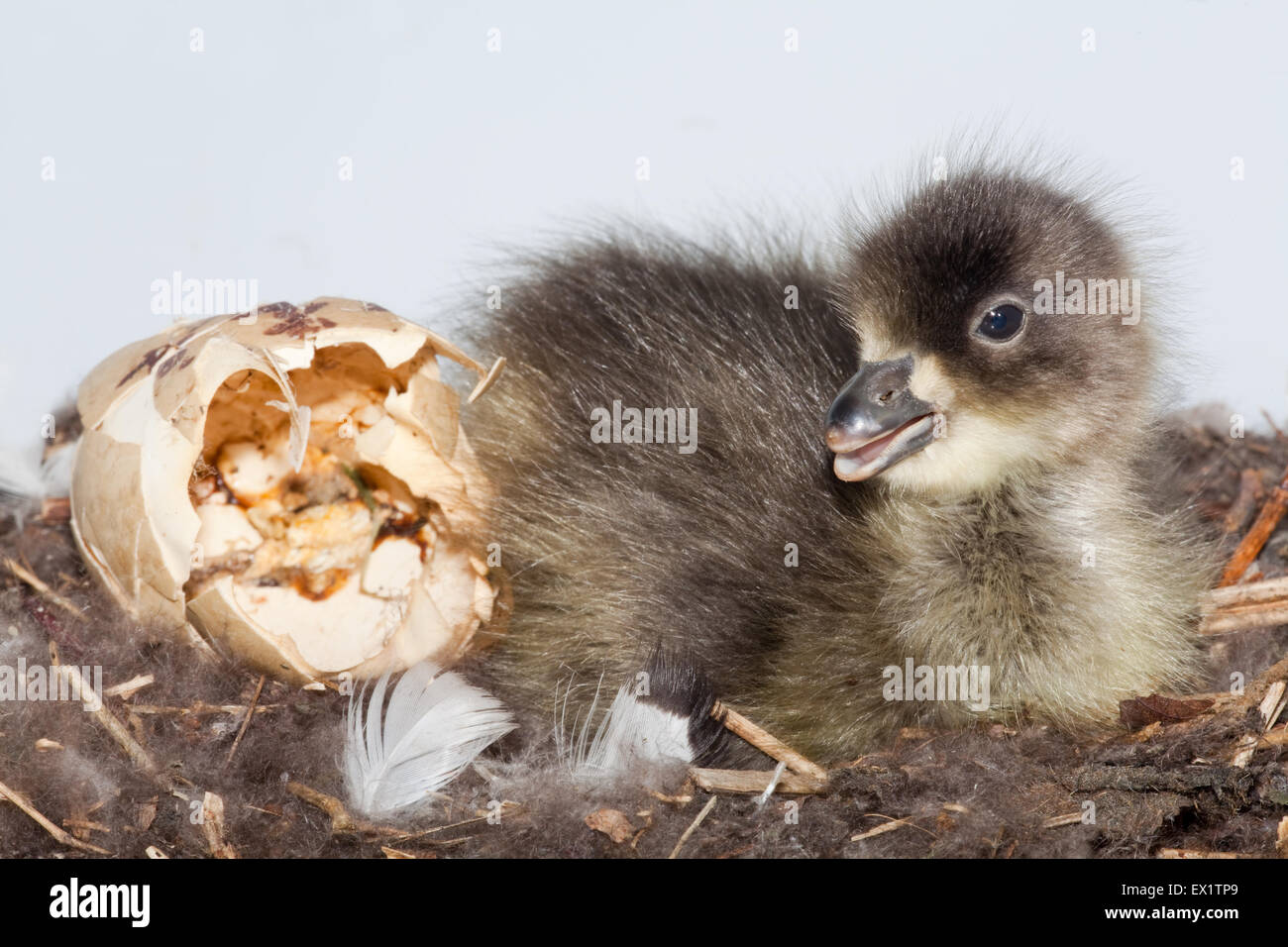 Red-breasted Goose (Branta ruficollis). Gosling. Day old Stock Photo ...