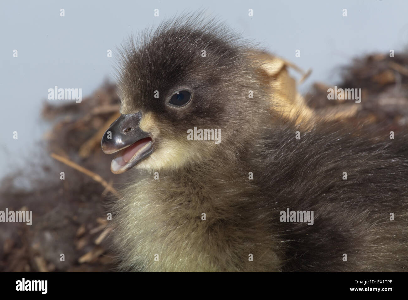 Day old goose hi-res stock photography and images - Alamy