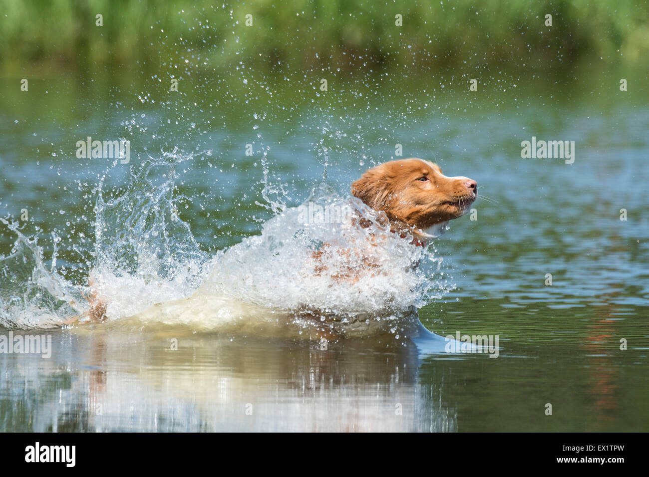 Leaping water hi-res stock photography and images - Alamy