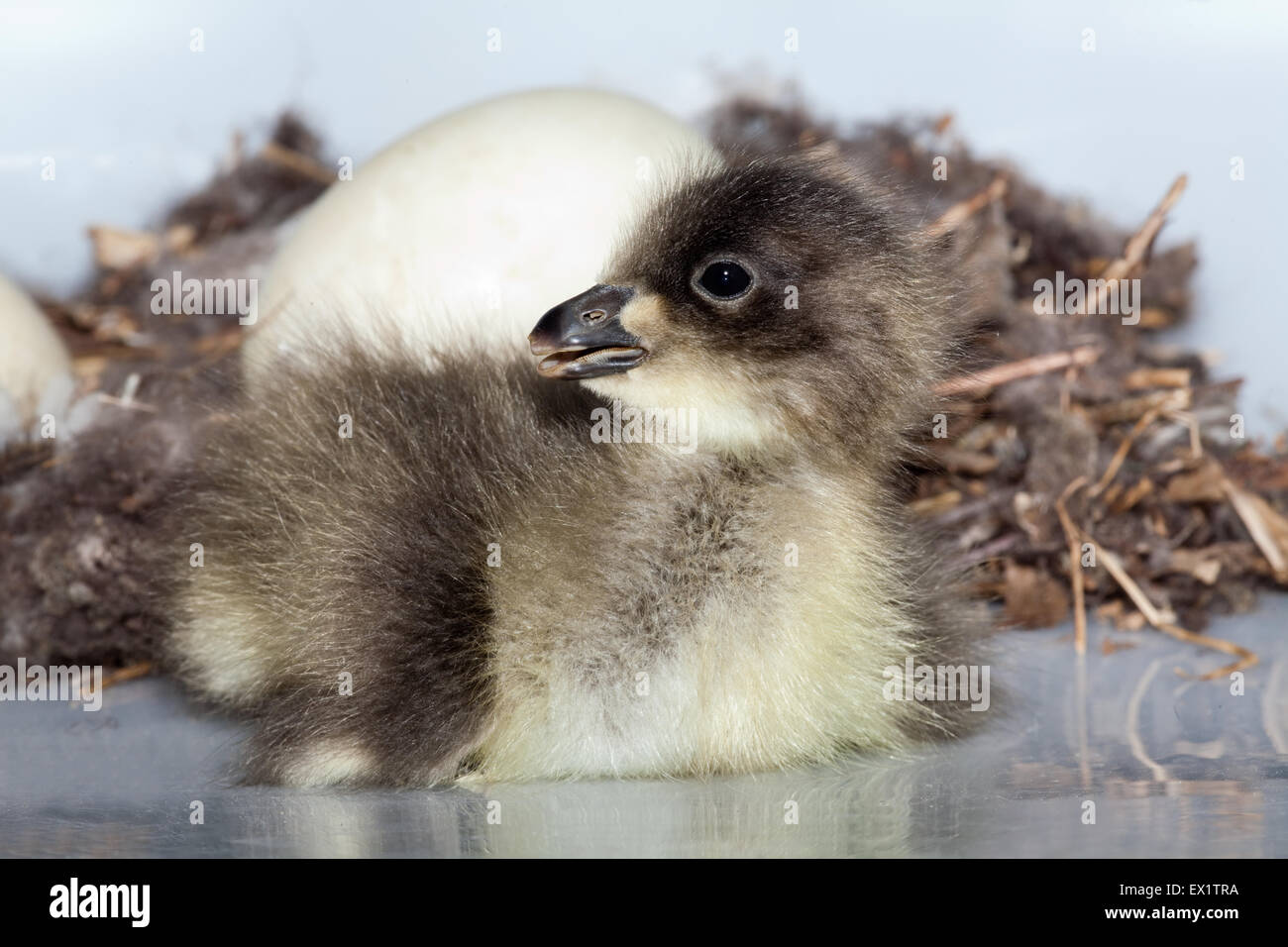 Day Old Goose High Resolution Stock Photography and Images - Alamy