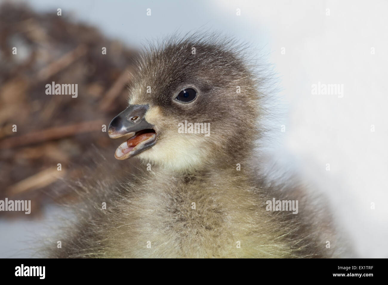 Red-breasted Goose (Branta ruficollis). Day old gosling calling. Egg ...