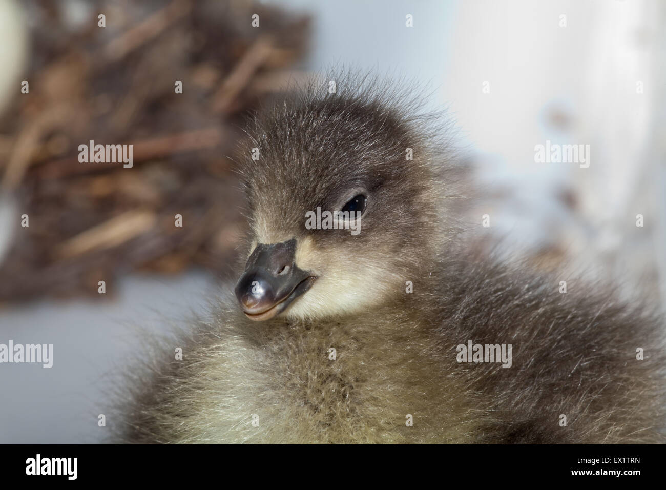 Red-breasted Goose (Branta ruficollis). Day old gosling. Egg 'tooth ...
