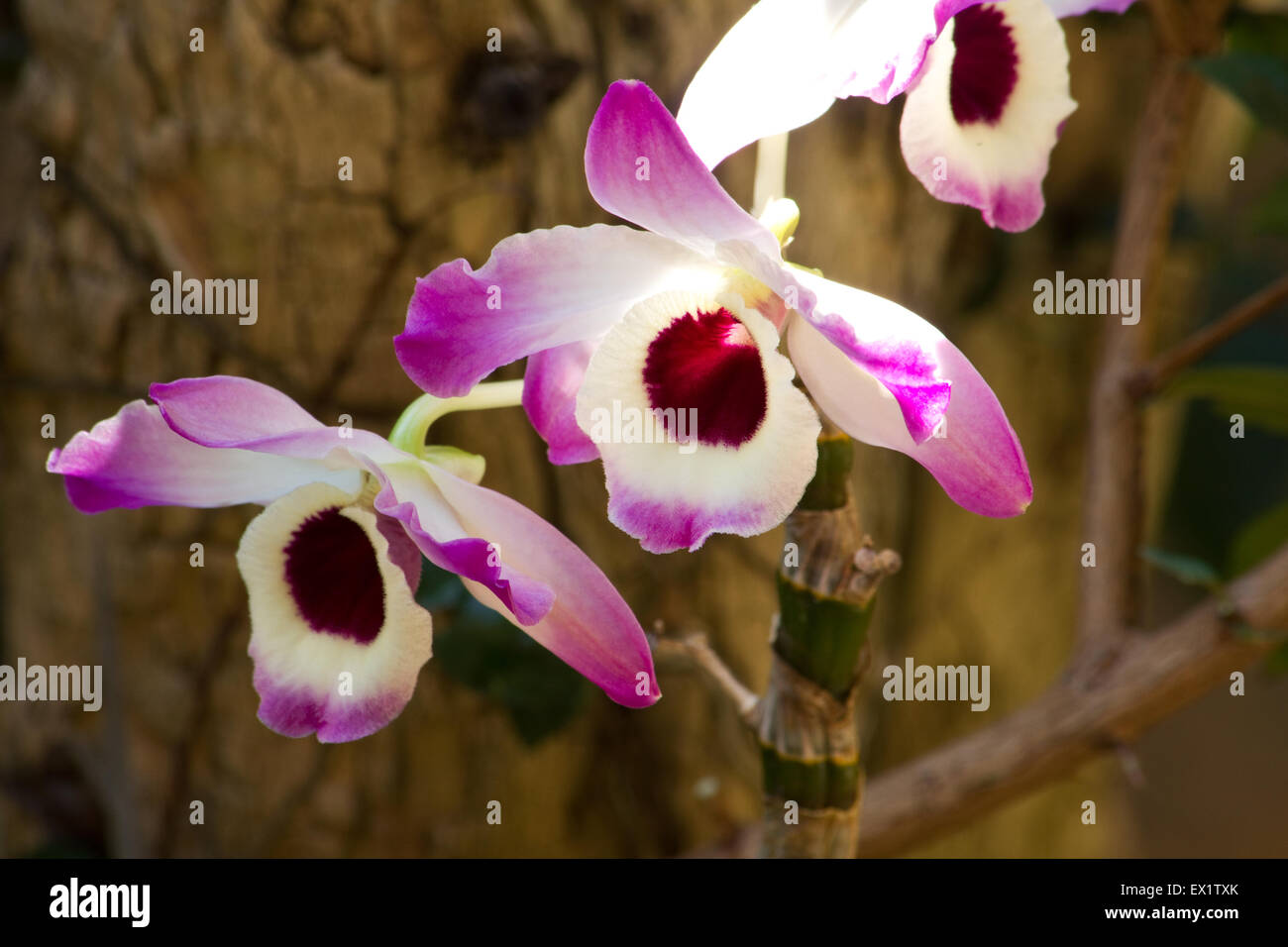 Orchid plant (Dendrobium Nobile) in bloom with a tree trunk background ...