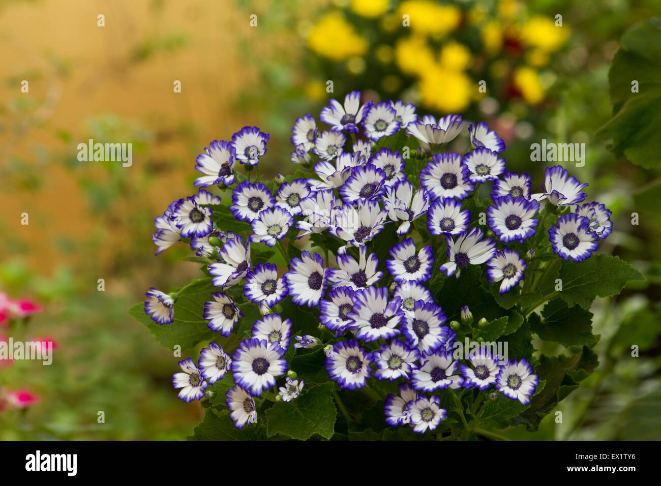 Cineraria (Pericallis cruenta) plant in flower on a garden background ...