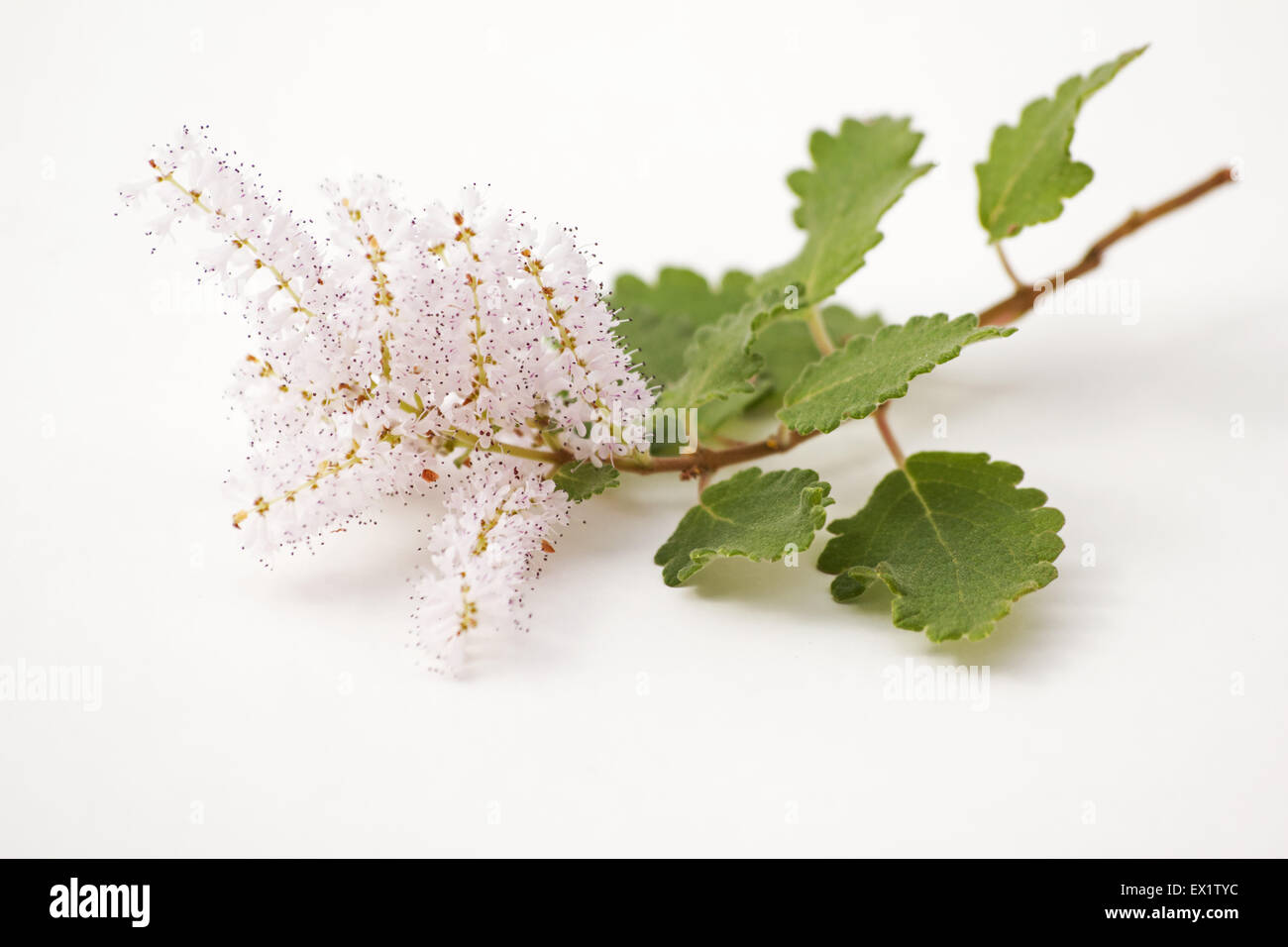 Close-up of Musk bush (Tetradenia riparia) blossoms on white background ...