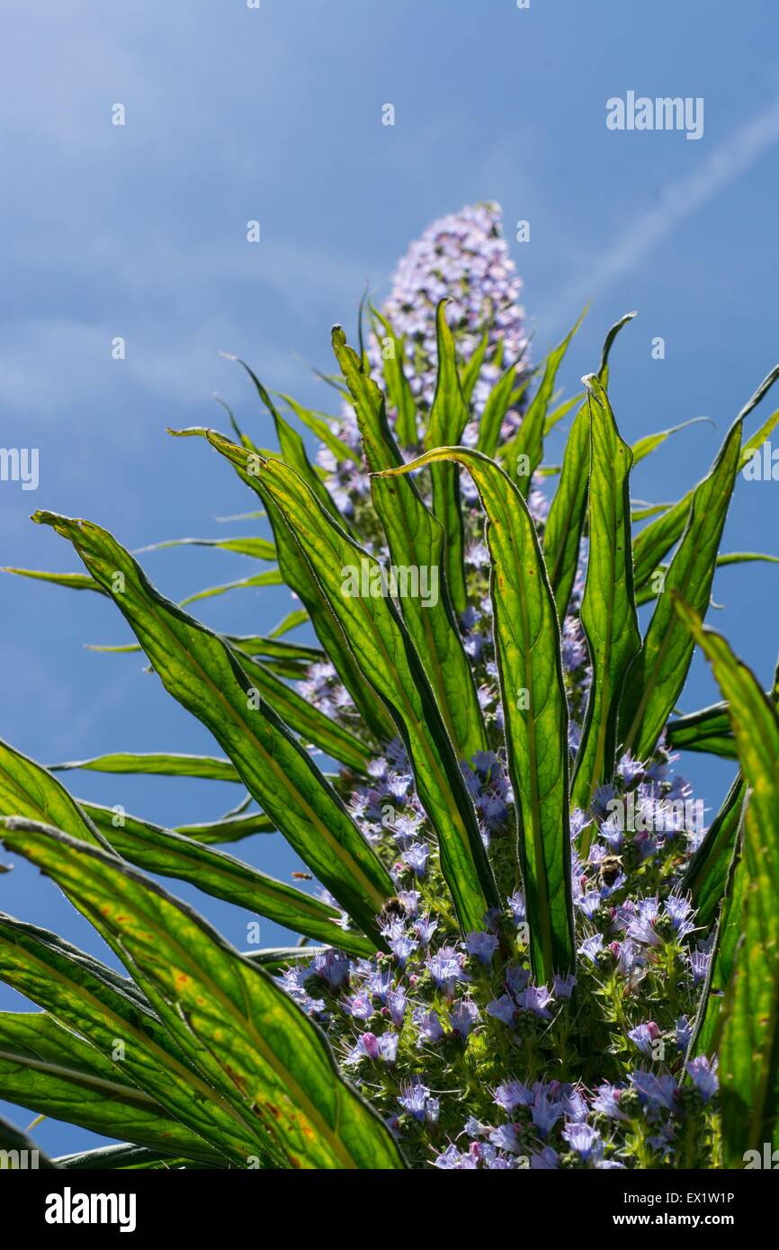 Tree echium in flower, June Stock Photo - Alamy
