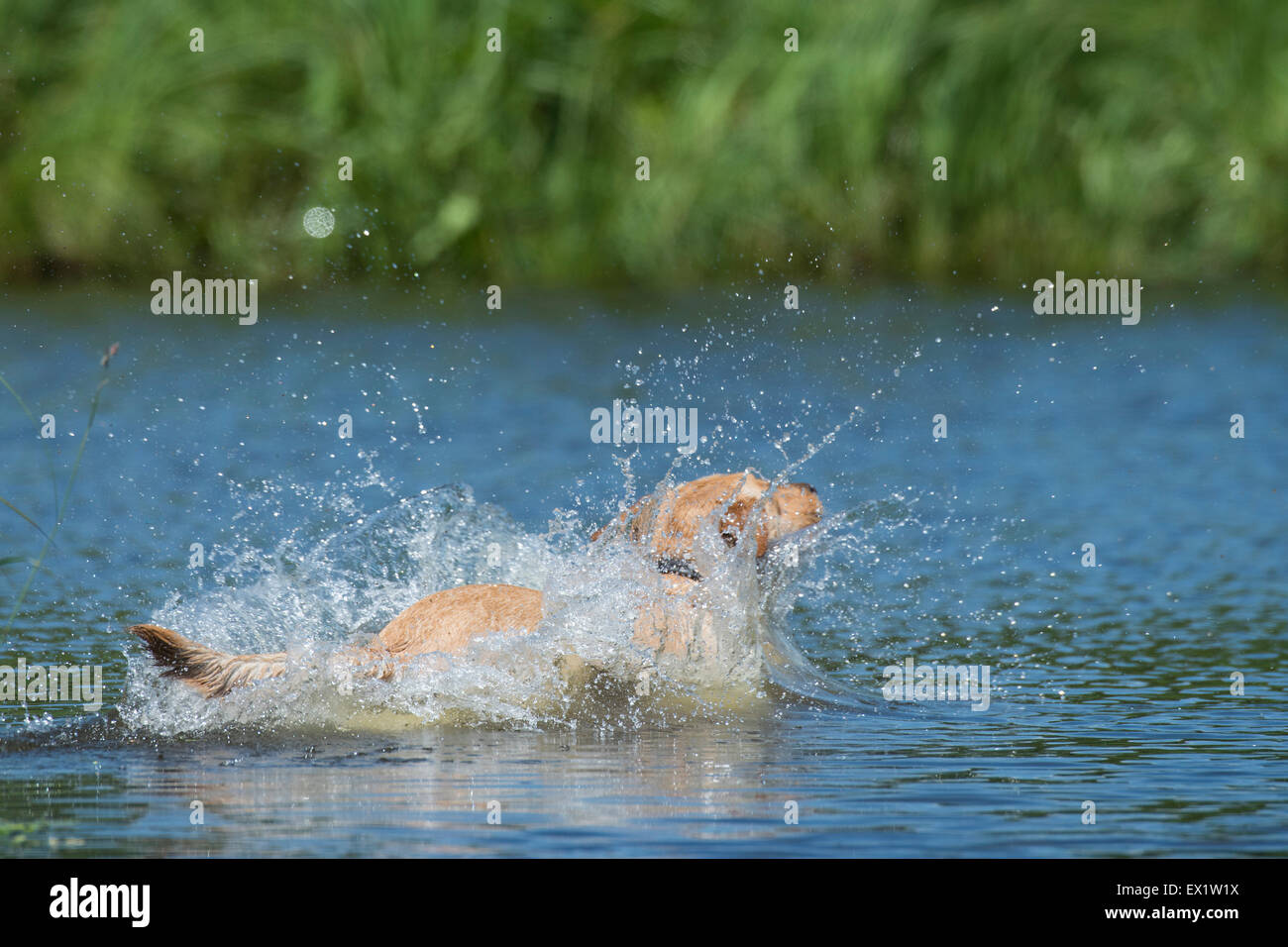 Running and leaping Labrador Retriever Stock Photo - Alamy
