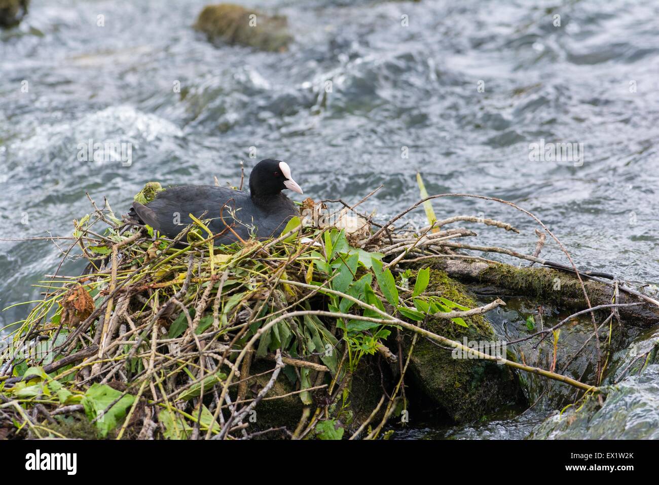 Fulica hi-res stock photography and images - Alamy