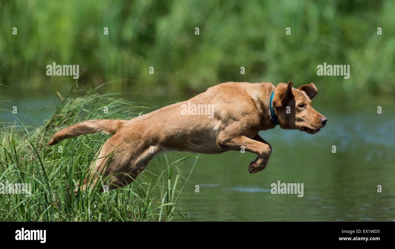 Golden lab hi-res stock photography and images - Alamy
