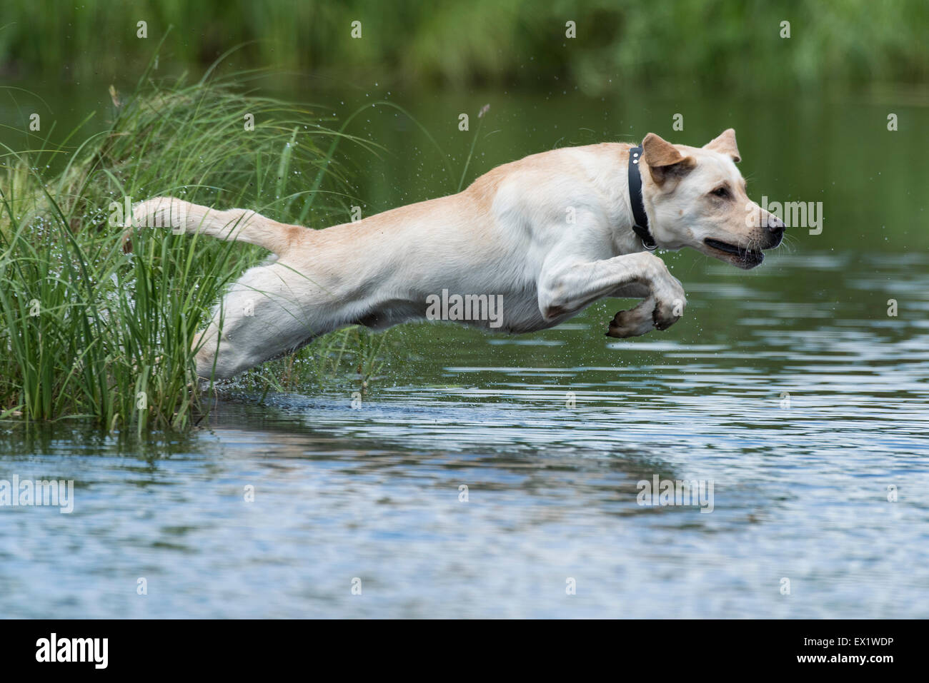 Running and leaping Labrador Retriever Stock Photo - Alamy
