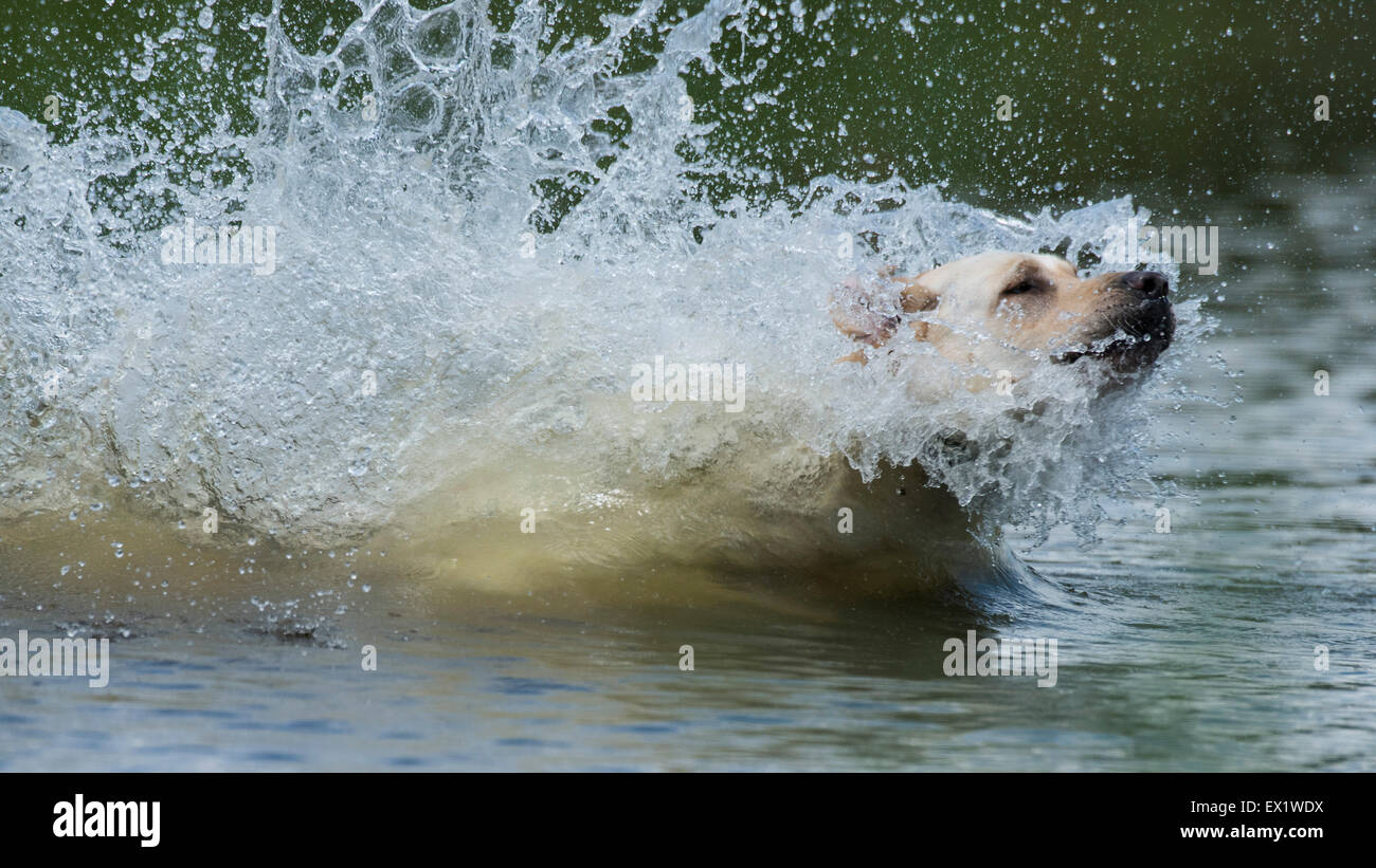 Running and leaping Labrador Retriever Stock Photo - Alamy