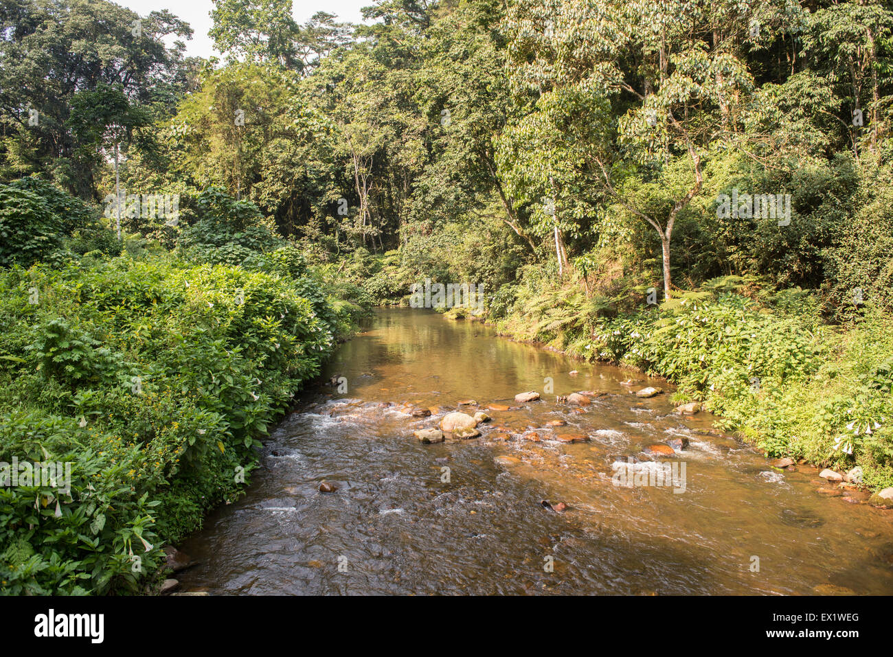 Bwindi impenetrable rainforest hi-res stock photography and images - Alamy