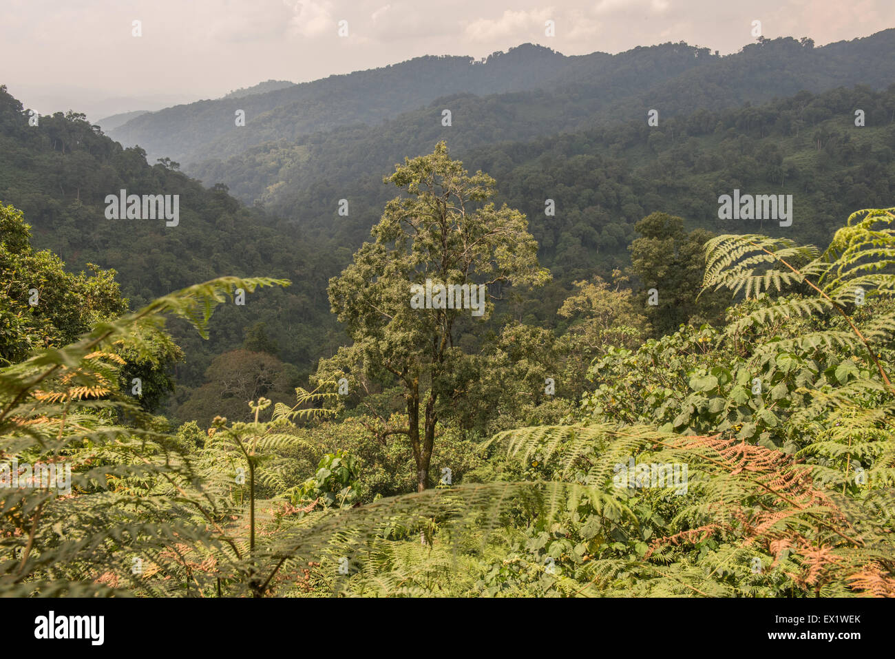 Uganda bwindi impenetrable forest hi-res stock photography and images ...