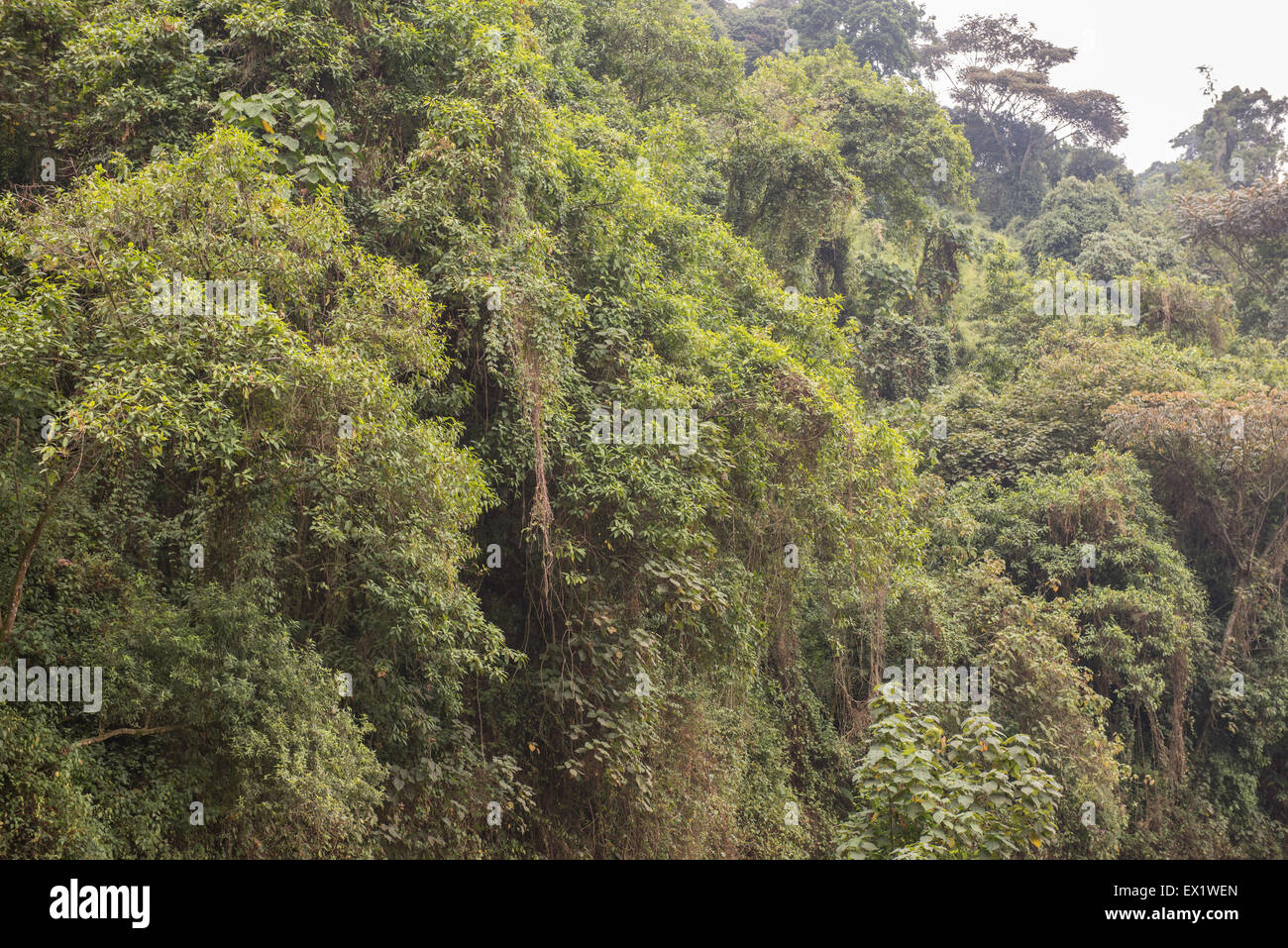 Bwindi Impenetrable Forest, Uganda Stock Photo - Alamy