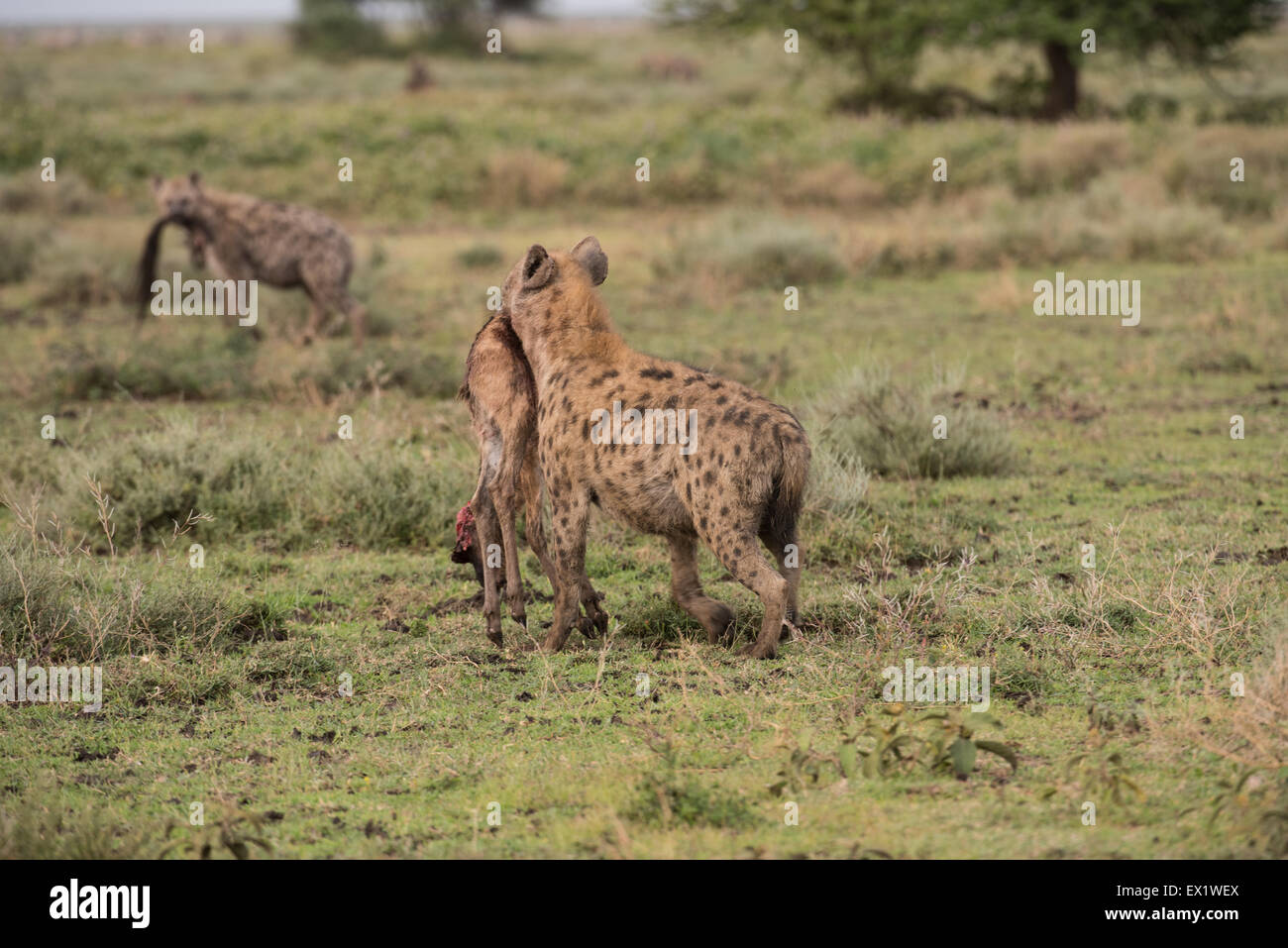 Hyena with kill, Tanzania Stock Photo - Alamy