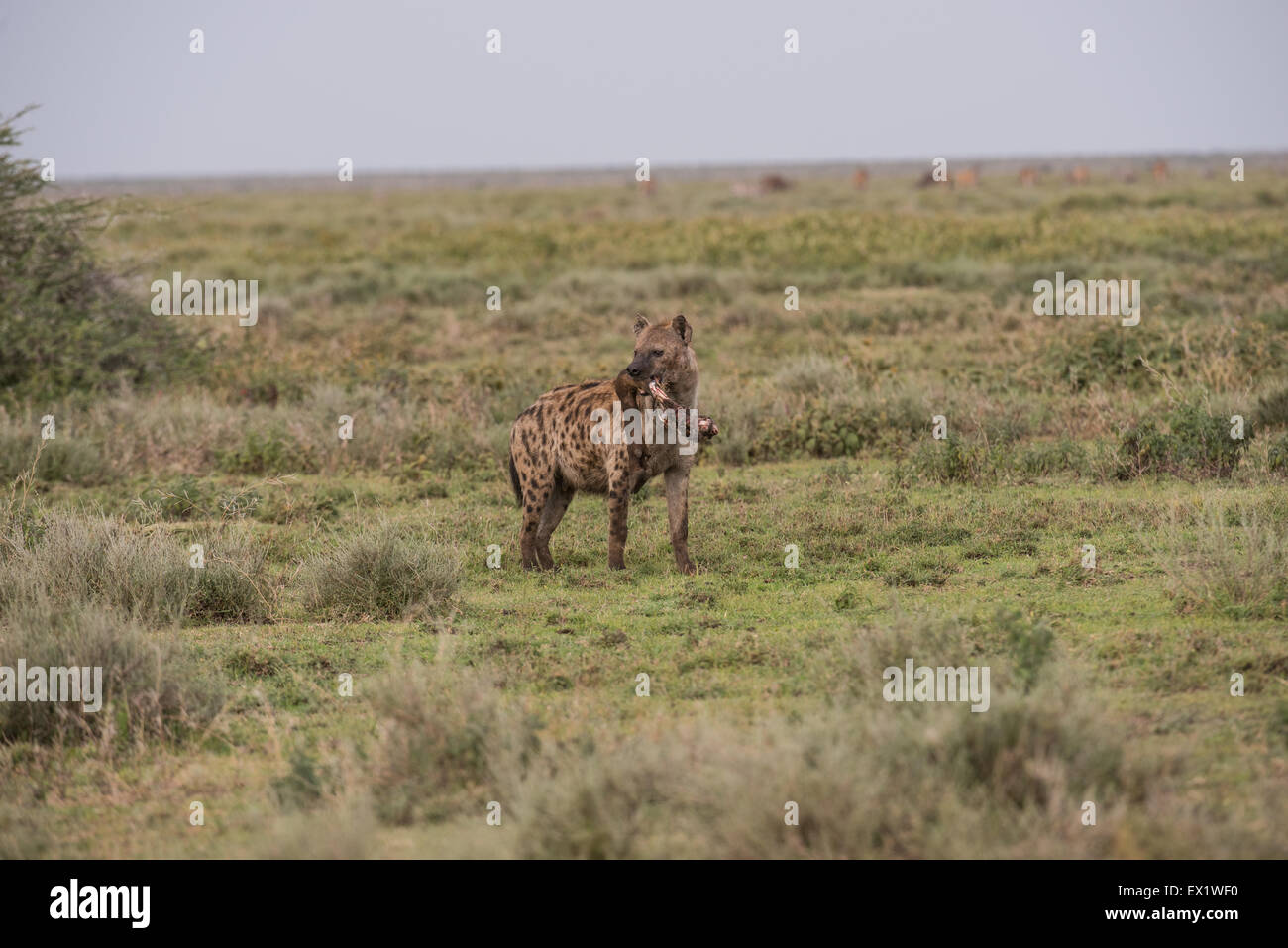 Hyena with kill, Tanzania Stock Photo - Alamy