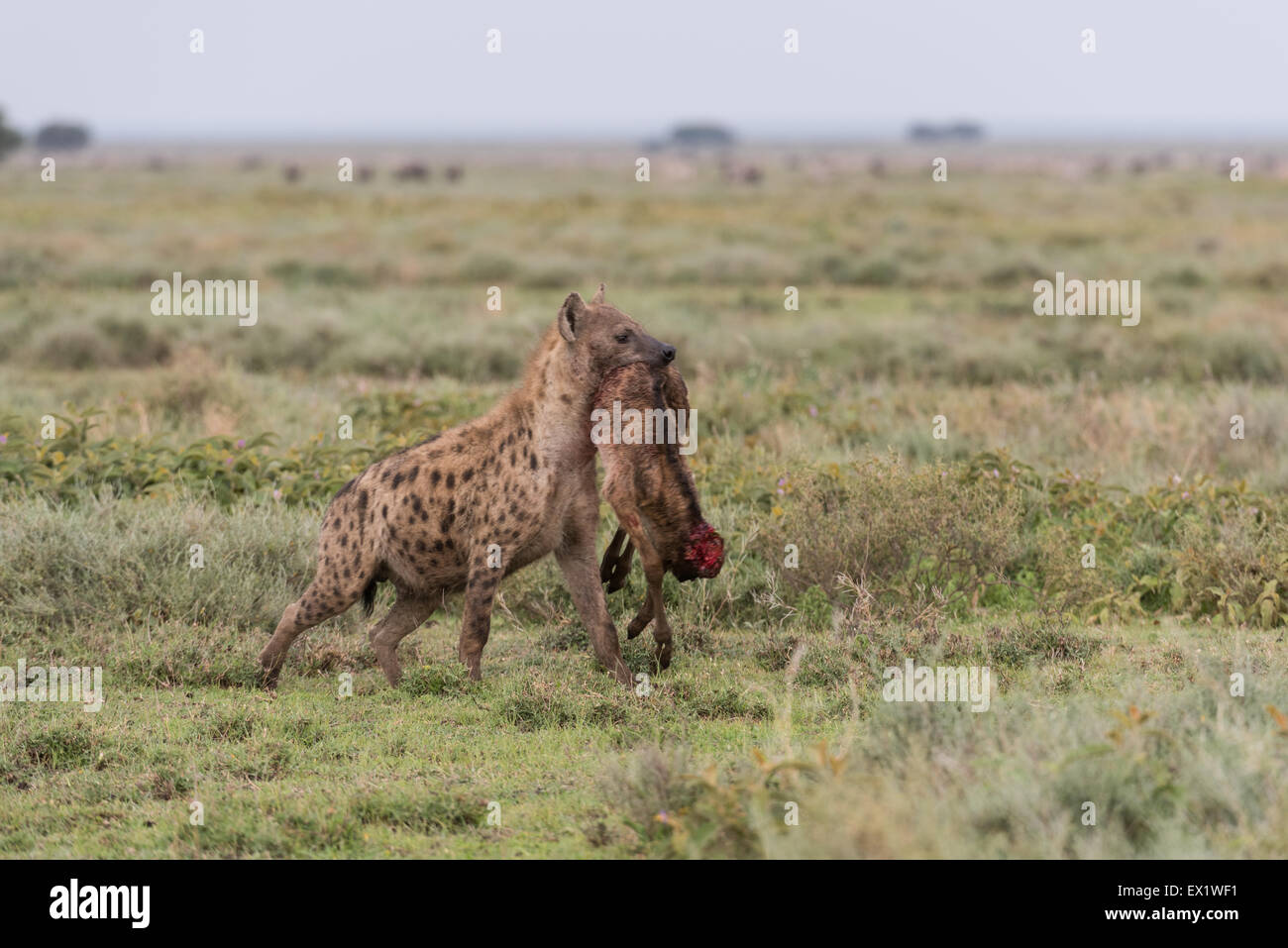 Hyena With Kill Stock Photos & Hyena With Kill Stock Images - Alamy