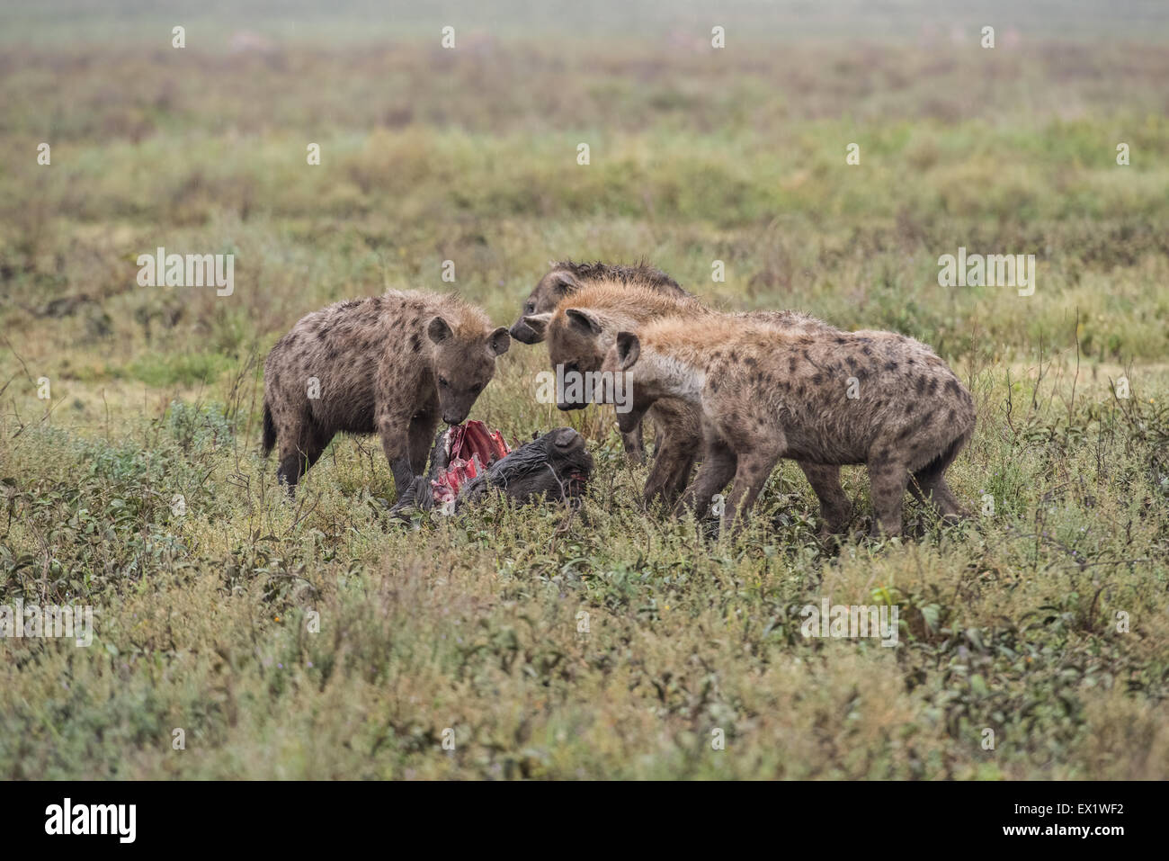 African hyenas hi-res stock photography and images - Alamy