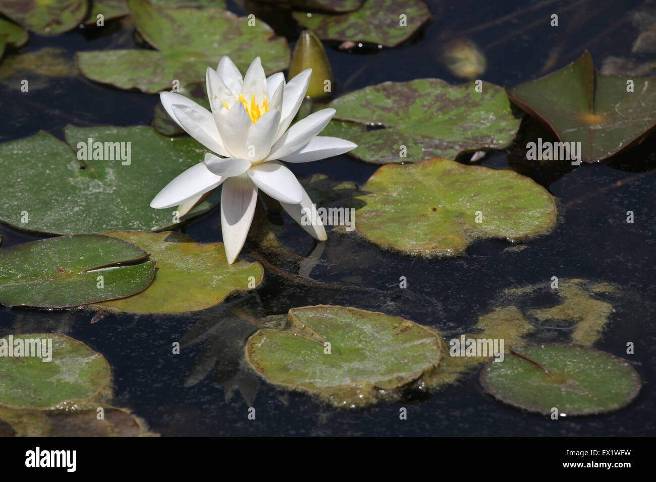 Star lotus (Nymphaea nouchali), also known as the white water lily at ...