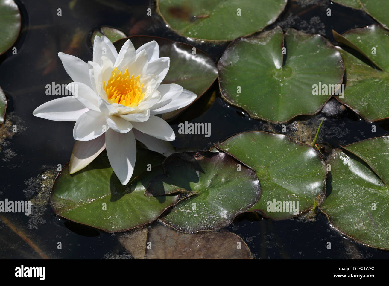 Star lotus (Nymphaea nouchali), also known as the white water lily at ...