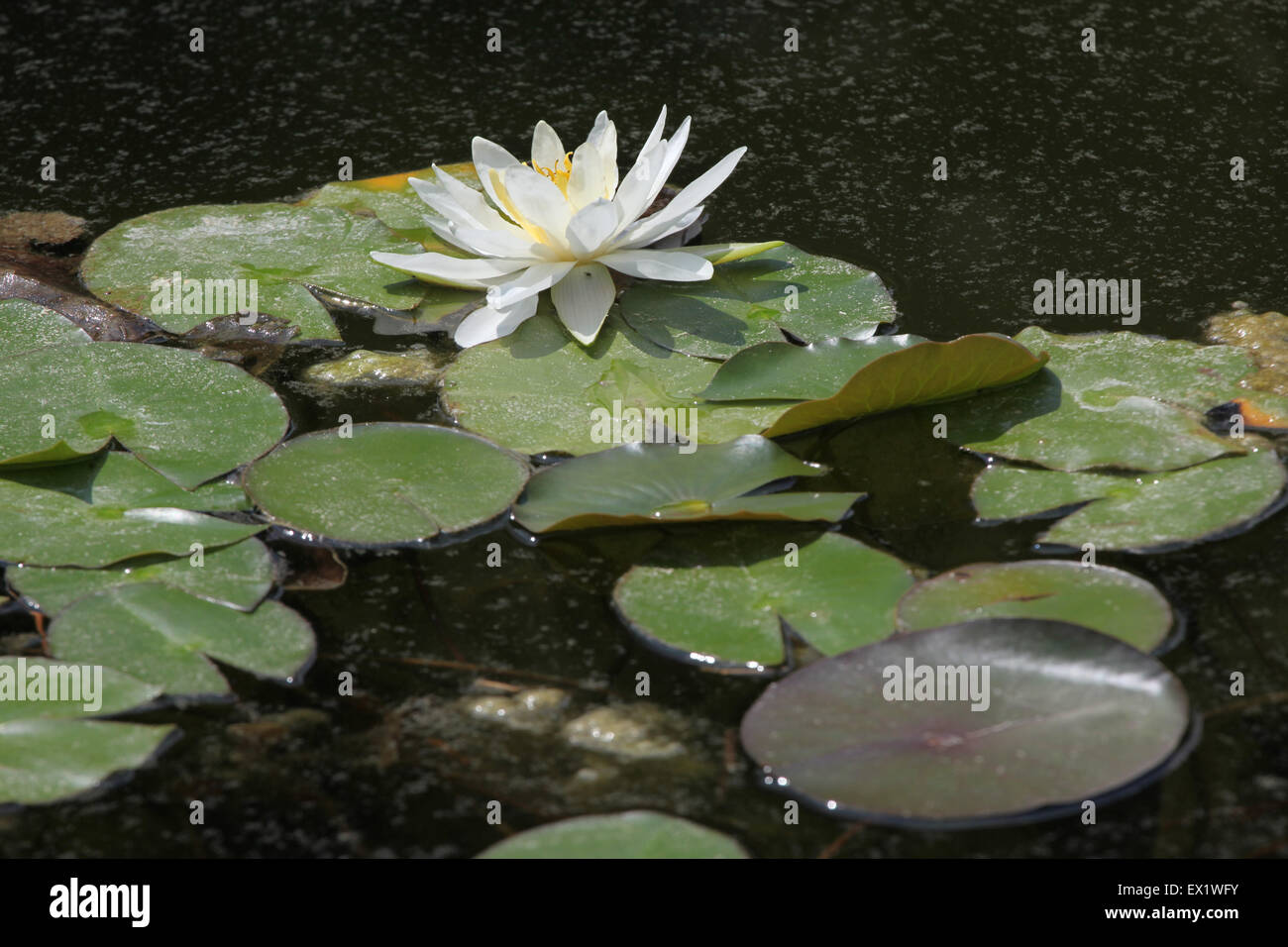 Star lotus (Nymphaea nouchali), also known as the white water lily at ...