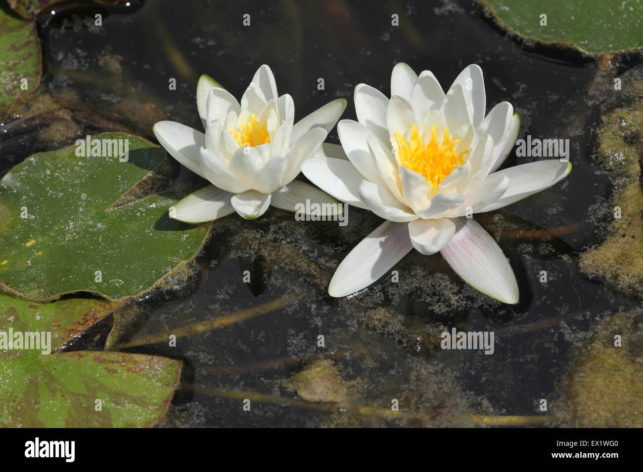 Star lotus (Nymphaea nouchali), also known as the white water lily at ...