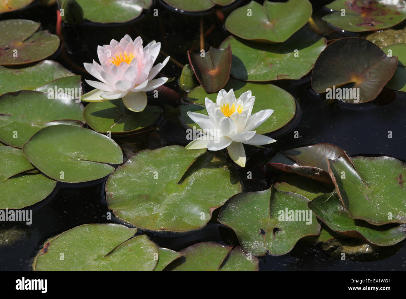 Star lotus (Nymphaea nouchali), also known as the white water lily at ...