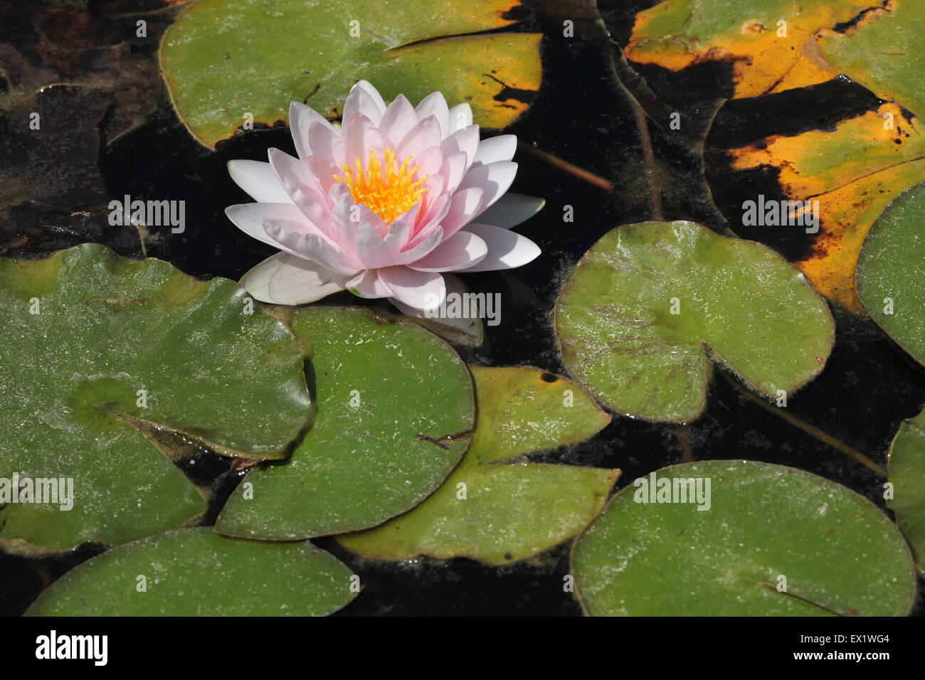 Star lotus (Nymphaea nouchali), also known as the white water lily at ...