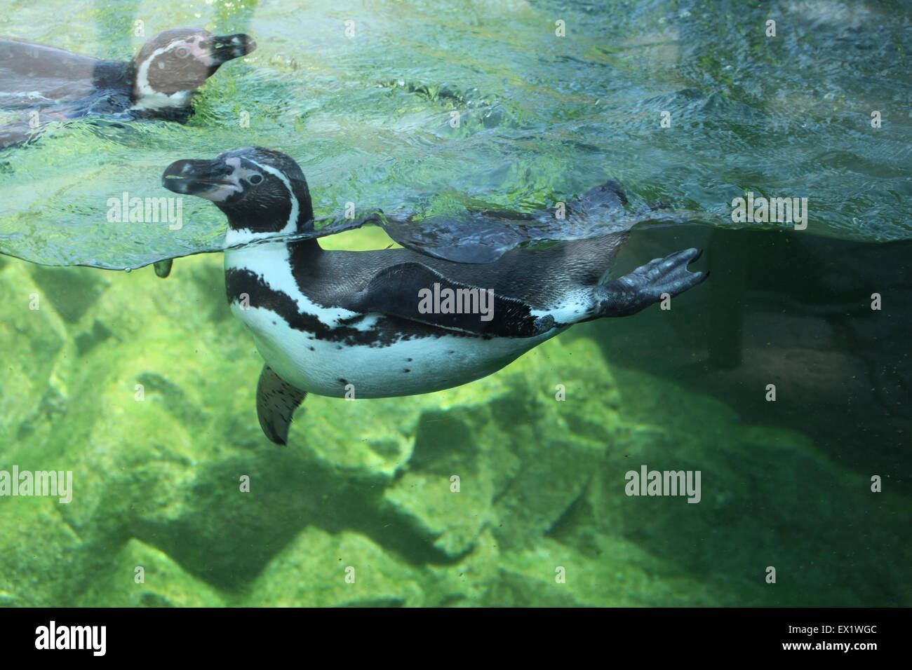 Two peruvian humboldt penguins hi-res stock photography and images - Alamy