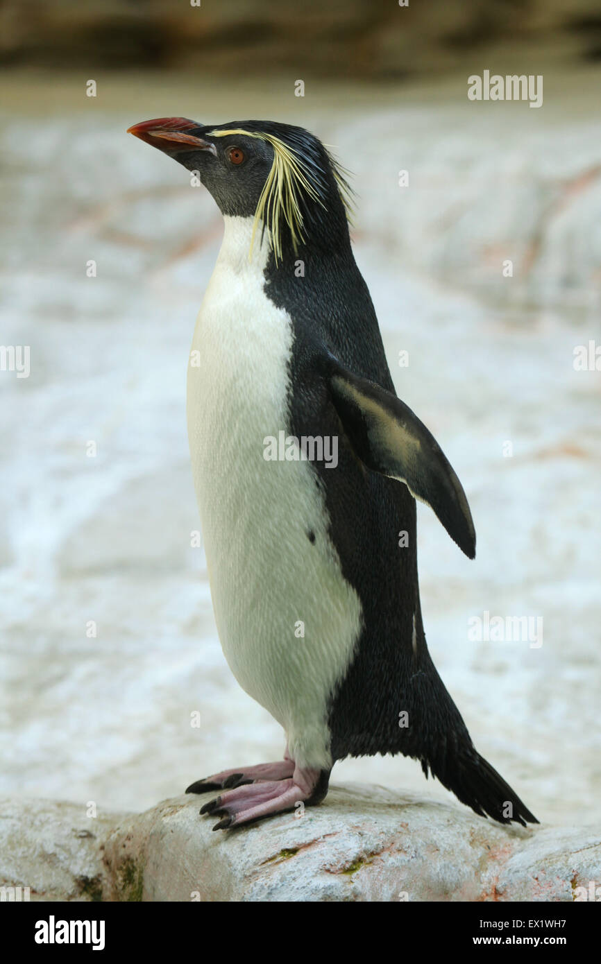 Northern rockhopper penguin (Eudyptes moseleyi) at Schönbrunn Zoo in ...