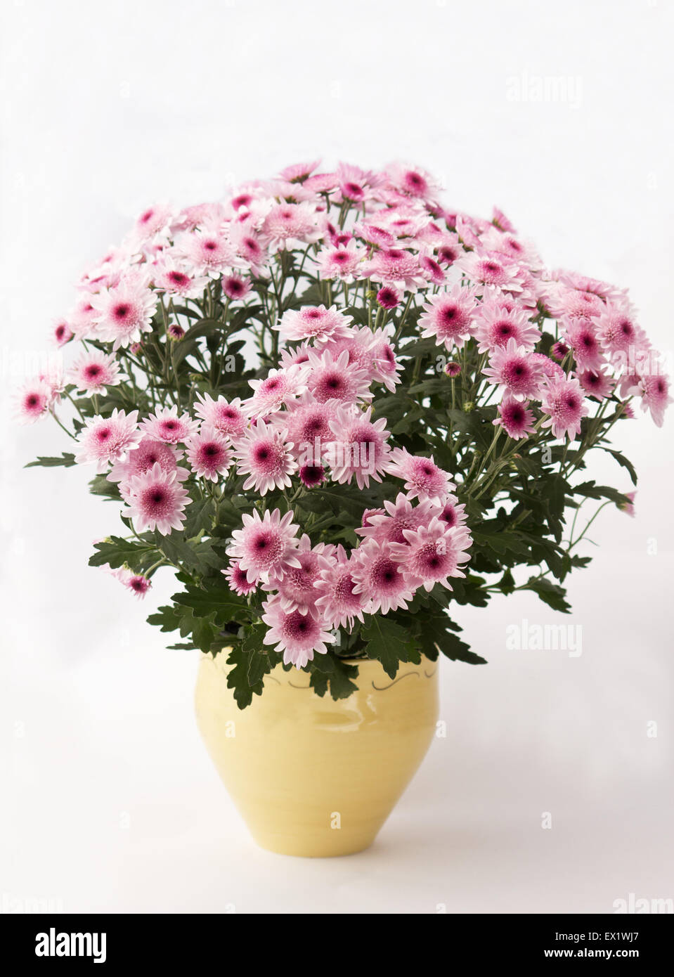 Chrysanthemum flowers in pot hi-res stock photography and images - Alamy