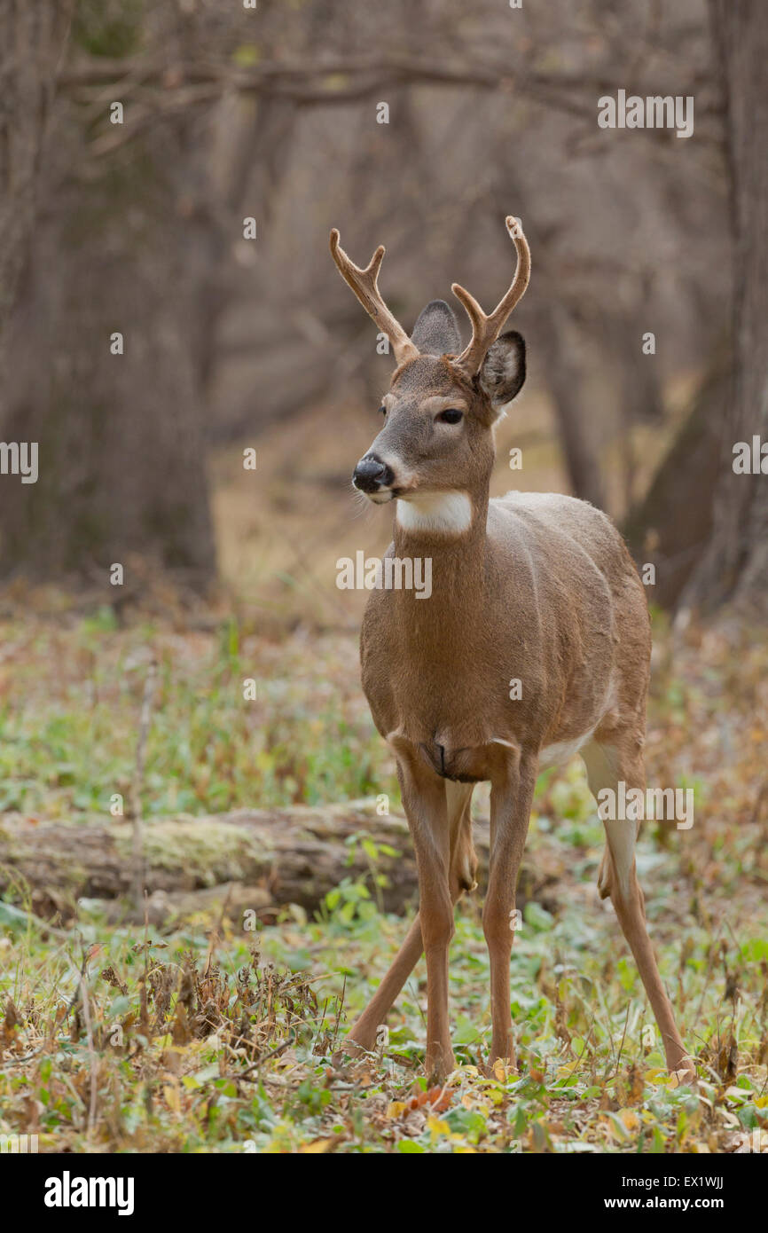 White-tailed Deer (Odocoileus virginianus), antlered doe or Cryptorchid ...
