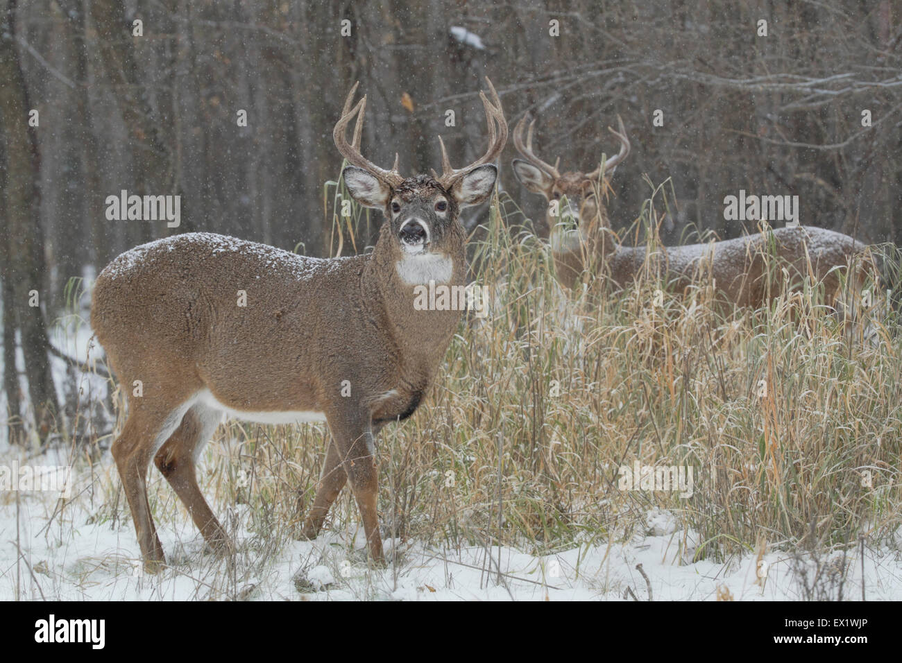 Odocoileus virginianus hi-res stock photography and images - Alamy