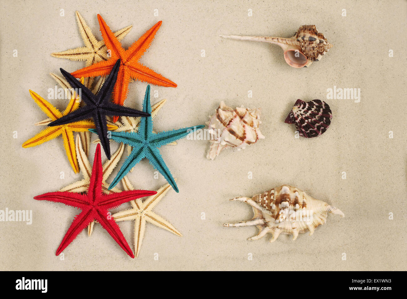 Painted sea shells hi-res stock photography and images - Alamy