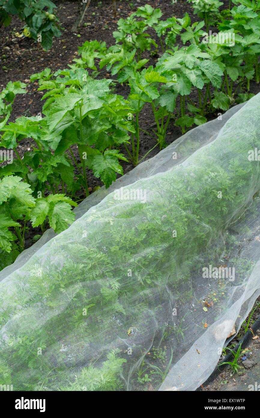 Carrot fly hi-res stock photography and images - Alamy