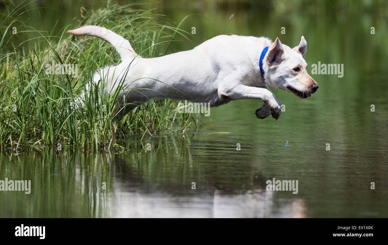Running and leaping Labrador Retriever Stock Photo - Alamy