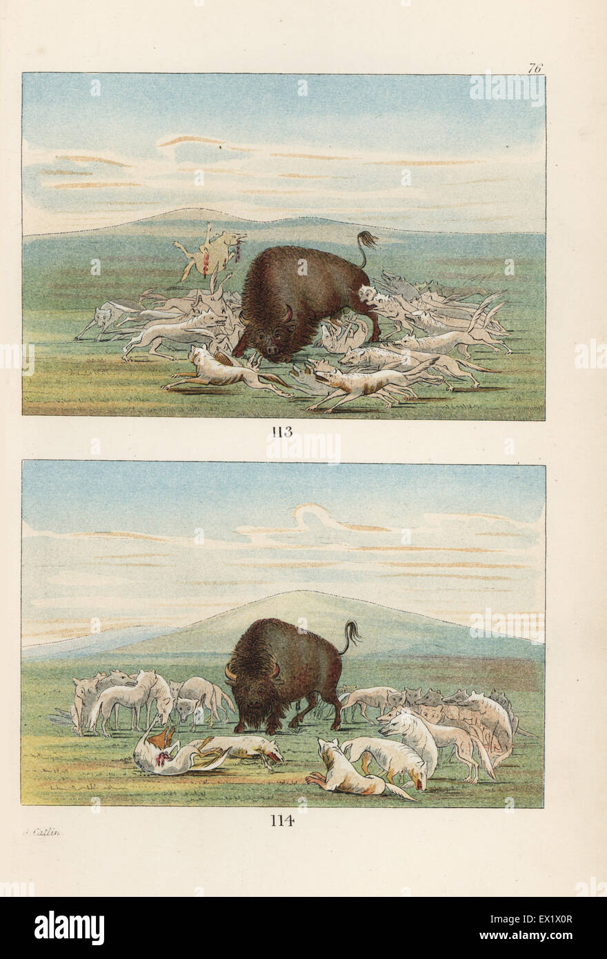 American bison fighting a pack of white wolves Stock Photo - Alamy