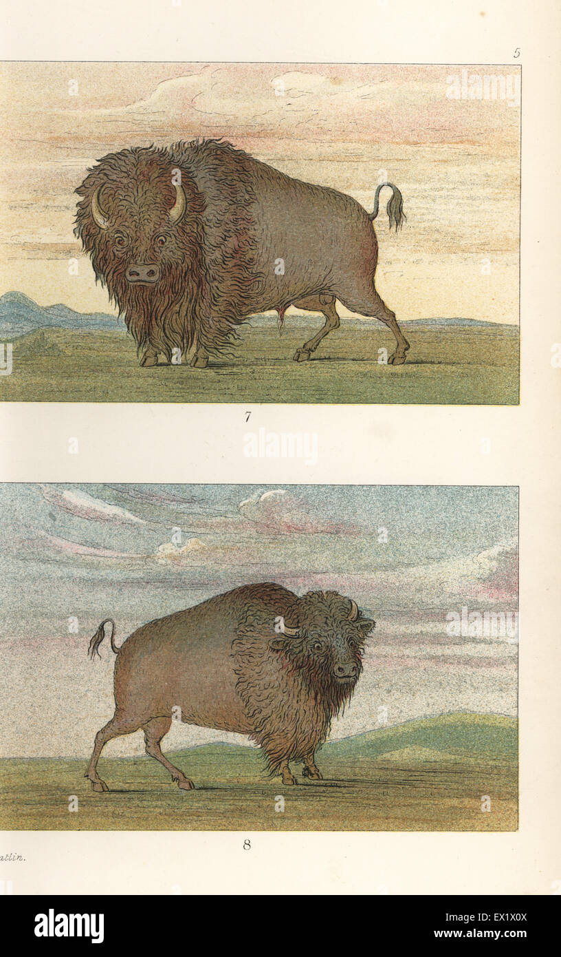 American buffalo or bison, Bison bison, bull and cow Stock Photo - Alamy