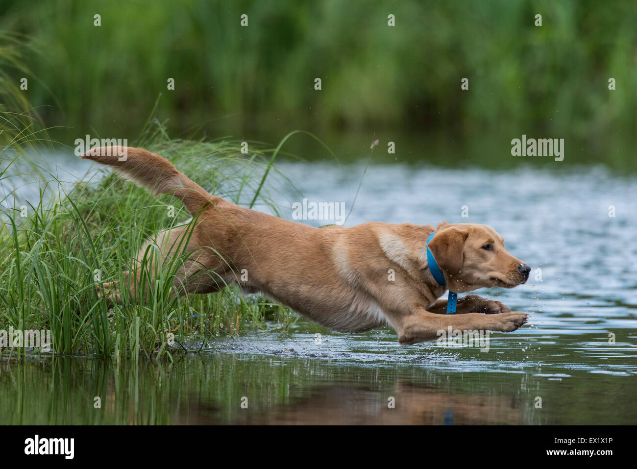 Running and leaping Labrador Retriever Stock Photo - Alamy