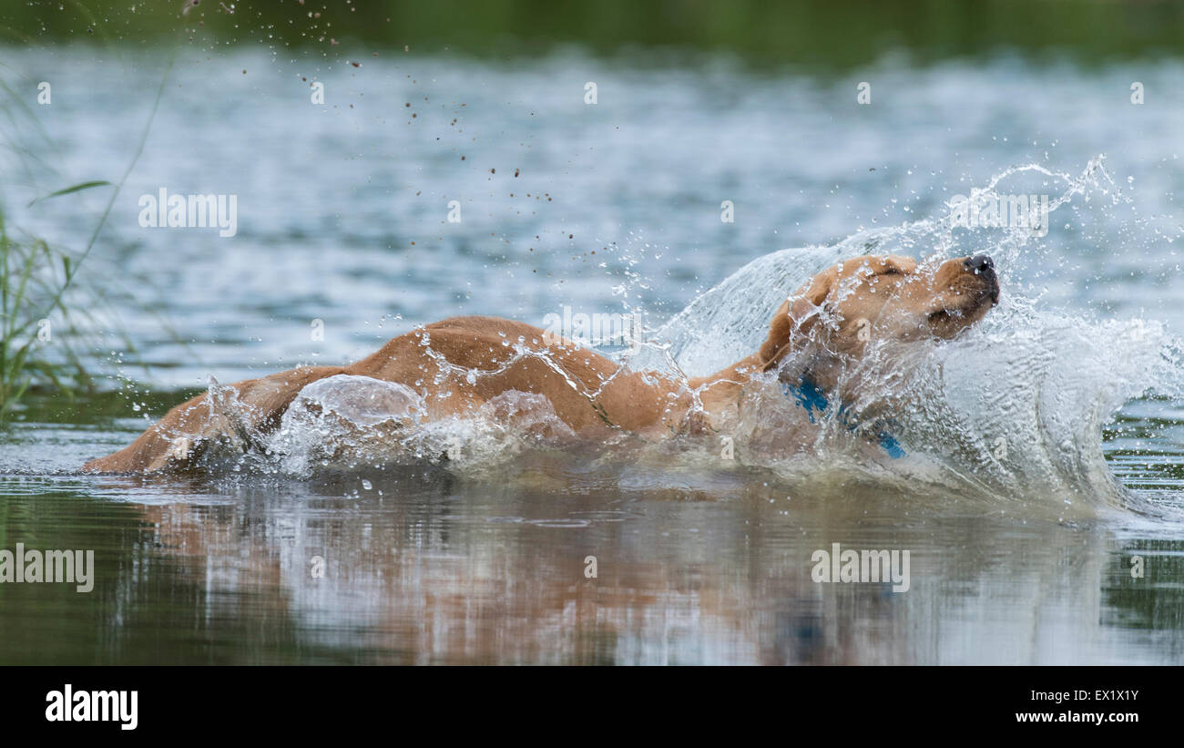 Running and leaping Labrador Retriever Stock Photo - Alamy