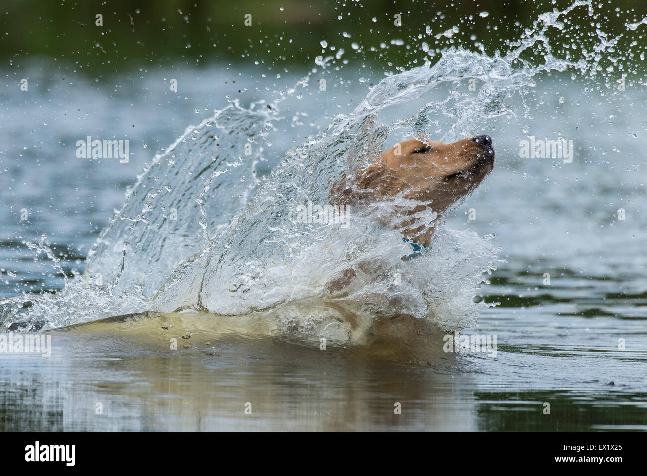 Running and leaping Labrador Retriever Stock Photo - Alamy