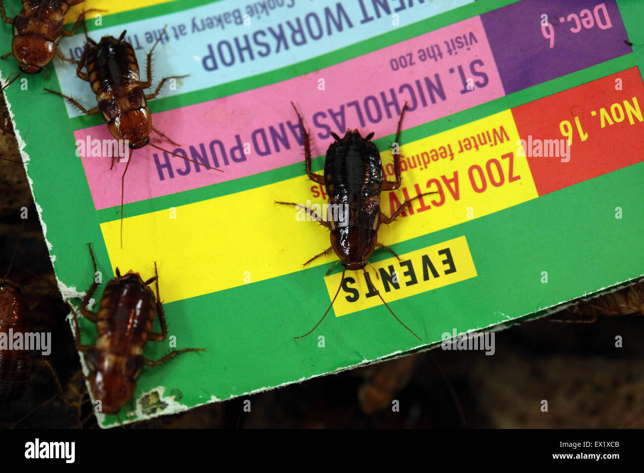 Turkestan cockroach (Blatta lateralis) on a printed program of the ...
