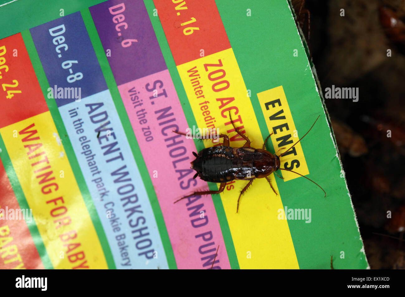 African cockroach cockroaches insect insects hi-res stock photography ...