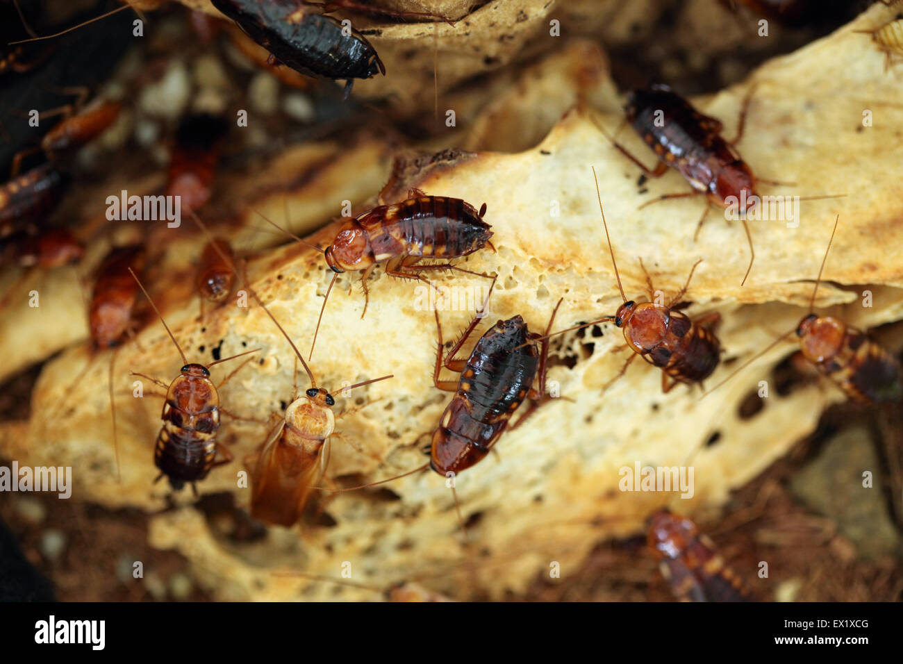 Turkestan cockroach (Blatta lateralis), also known as the rusty red ...
